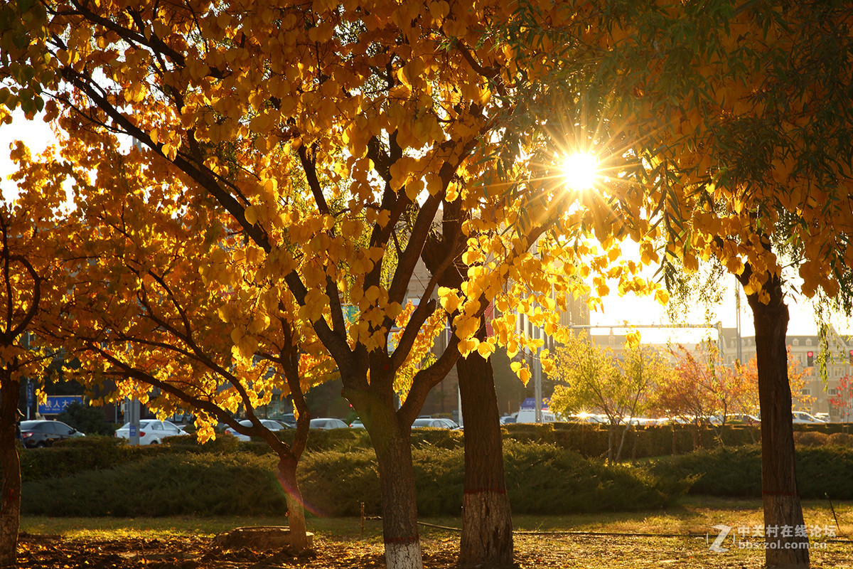 好凉一个秋！-中关村在线摄影论坛