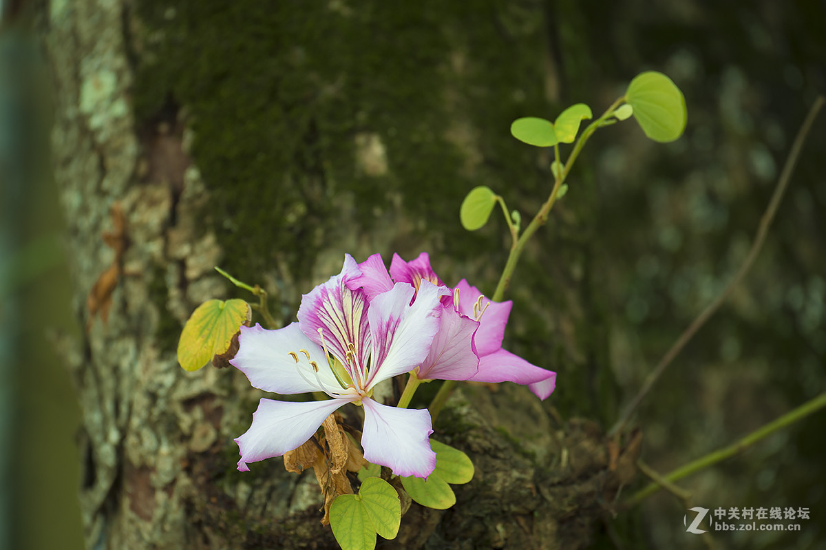 【高清图】紫荆花一组-中关村在线摄影论坛