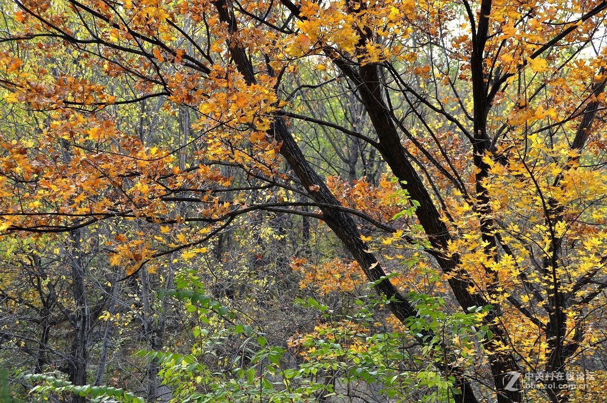 奥 林 公 园 ---------秋 色-中关村在线摄影论坛