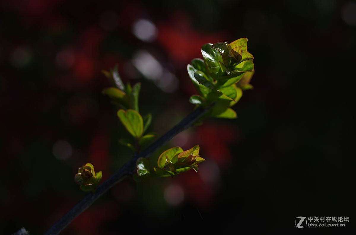 『新的开始』123...11p-中关村在线摄影论坛