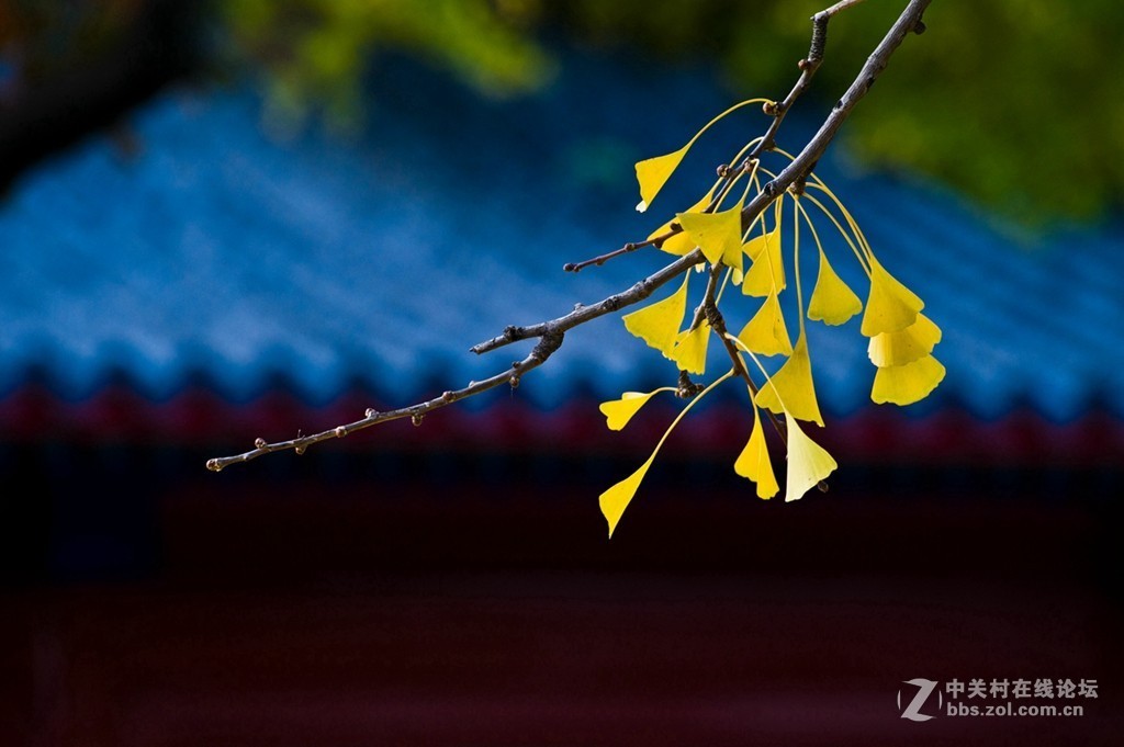 【A005特写习作】-中关村在线摄影论坛