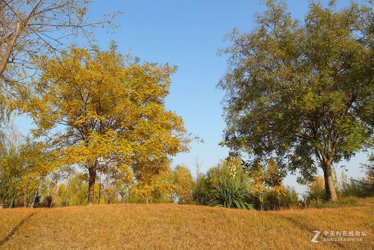 『还是深秋的味道』123...12P-中关村在线摄影论坛