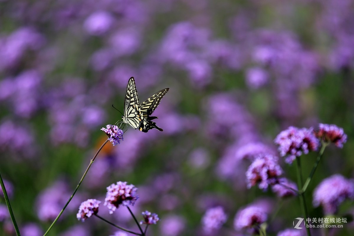 蝶舞紫薇苑——马山地质公园-中关村在线摄影论坛