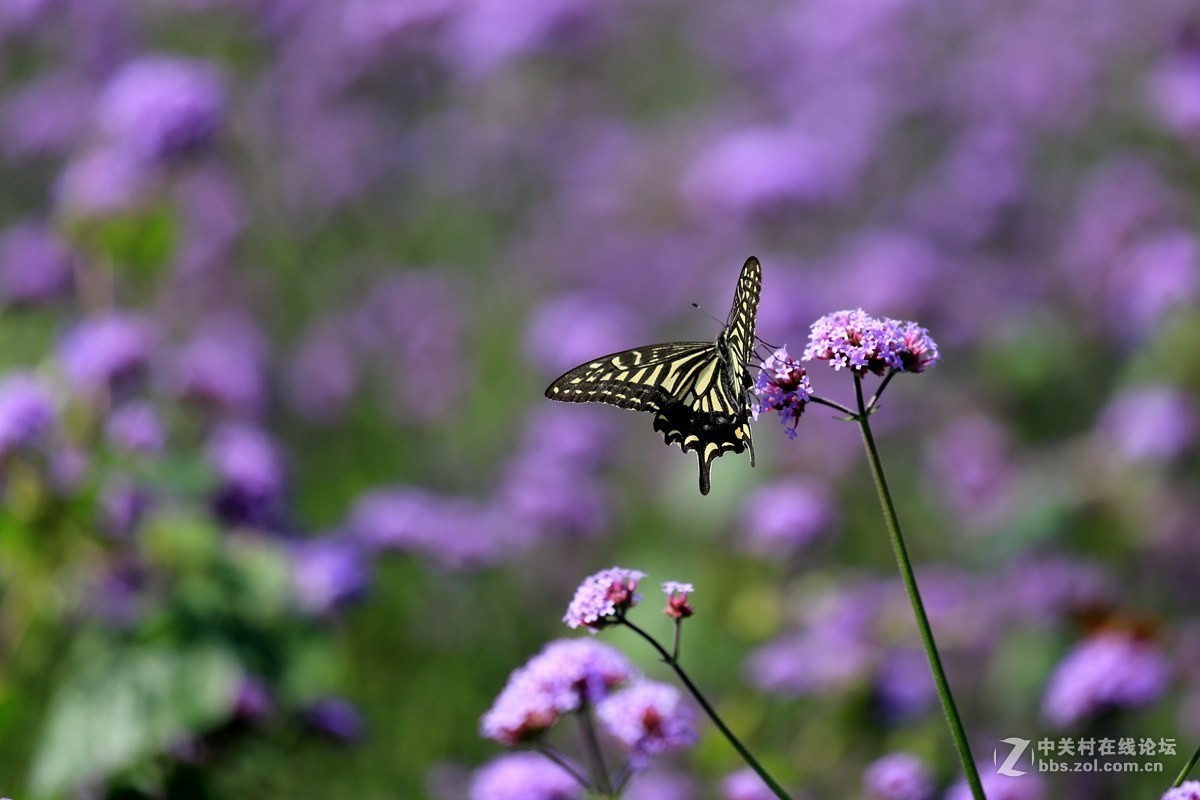 蝶舞紫薇苑——马山地质公园-中关村在线摄影论坛