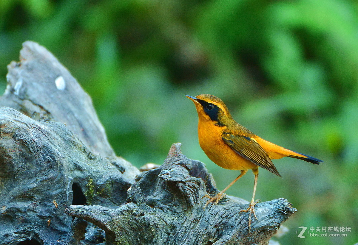 金色林鸲-中关村在线摄影论坛