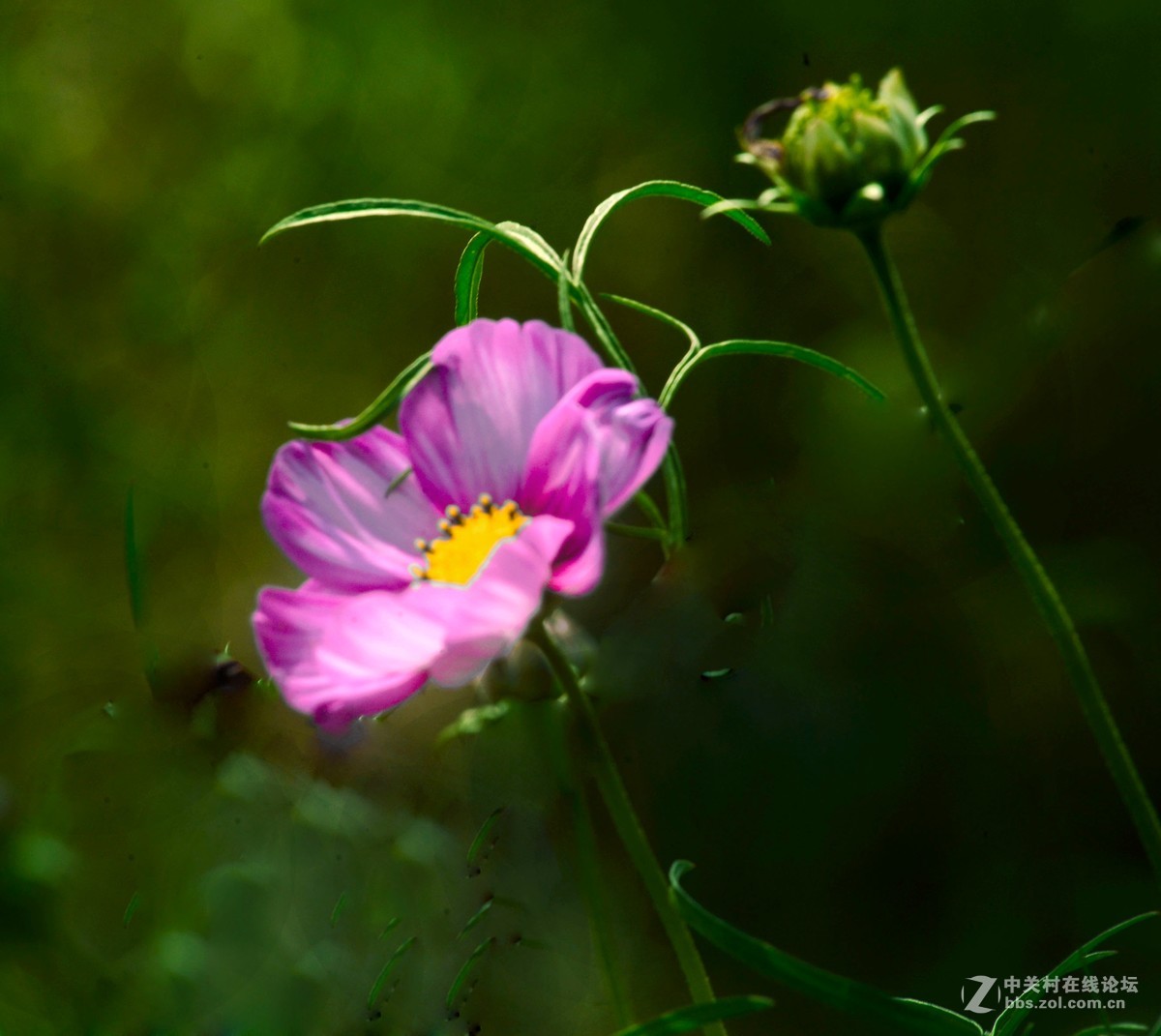 波 斯 菊 ---中关村在线摄影论坛