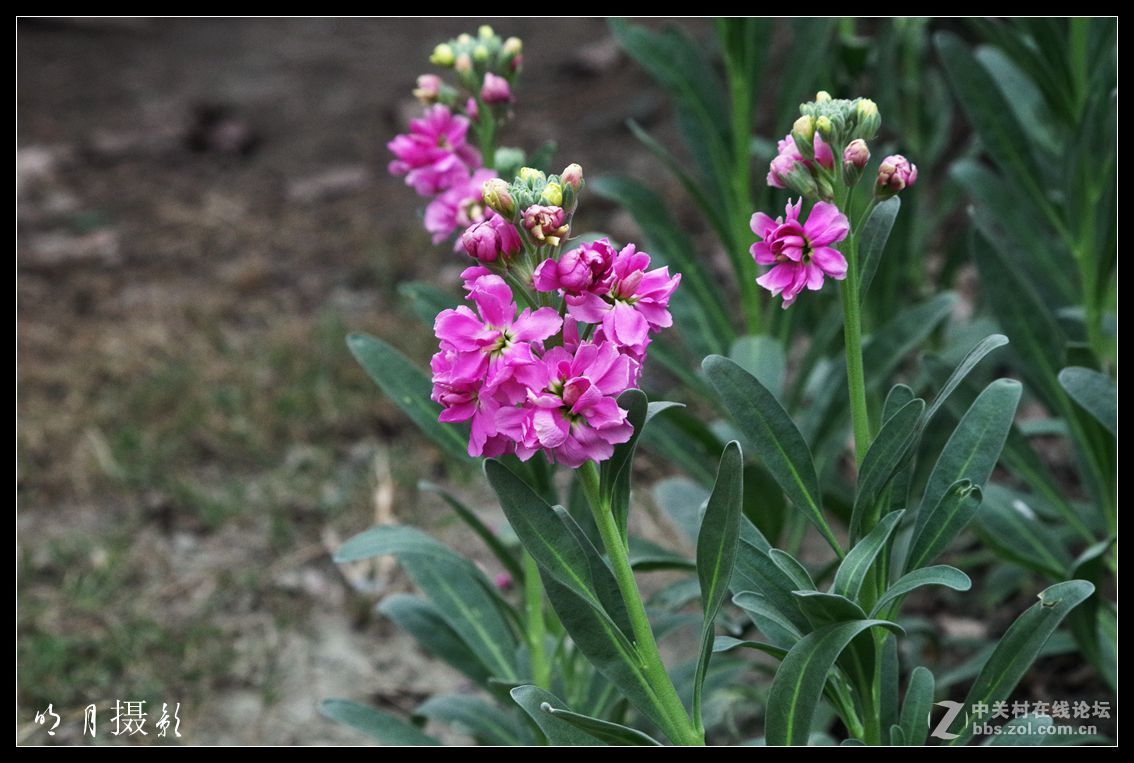 花卉（不知名）-中关村在线摄影论坛