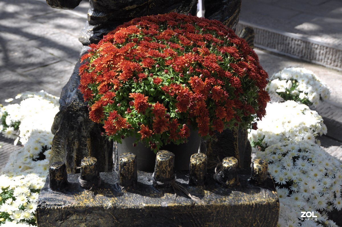 怀念D90+16-85-中关村在线摄影论坛