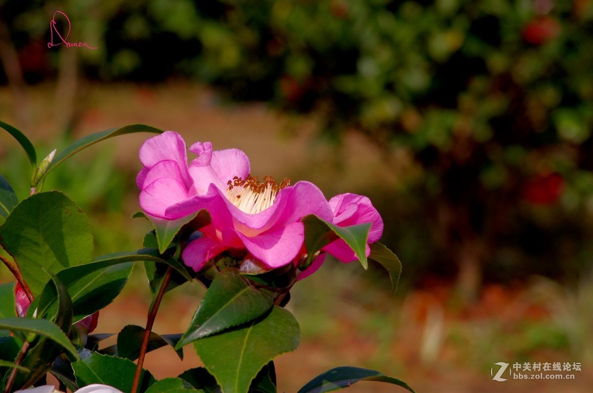 春假里的茶花-中关村在线摄影论坛