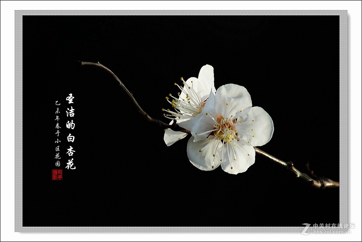 圣洁的白杏花(2015)-中关村在线摄影论坛