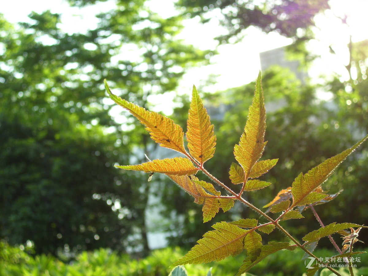 kodak c340-中关村在线摄影论坛