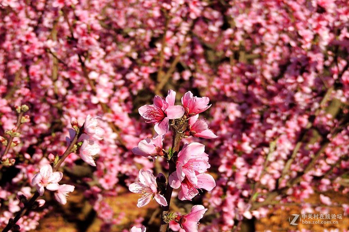 米易普威桃花-中关村在线摄影论坛