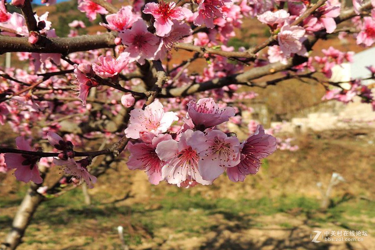 米易普威桃花-中关村在线摄影论坛