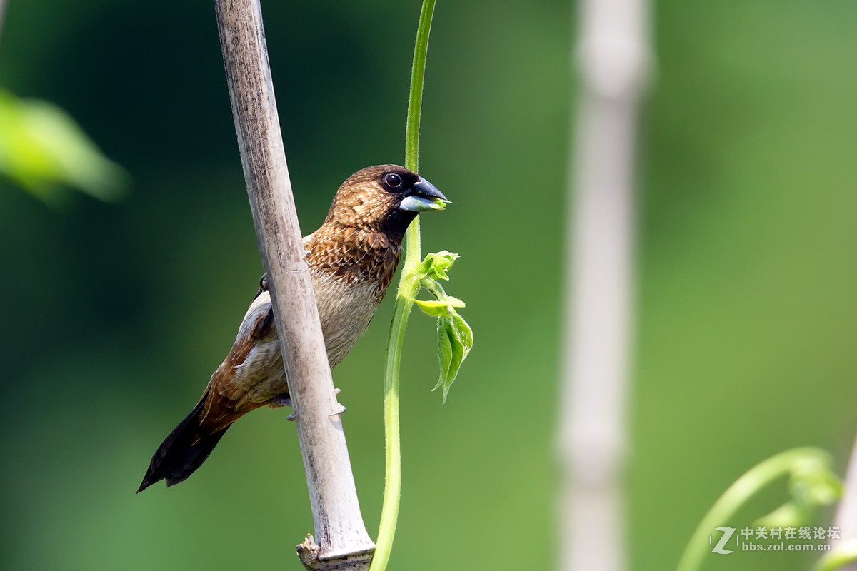 白腰文鸟9-中关村在线摄影论坛