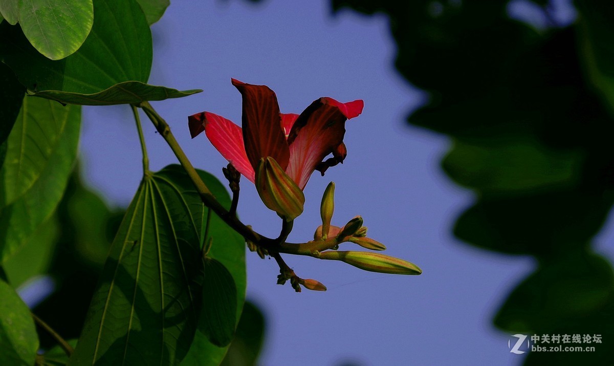 开残了的紫荆花-中关村在线摄影论坛