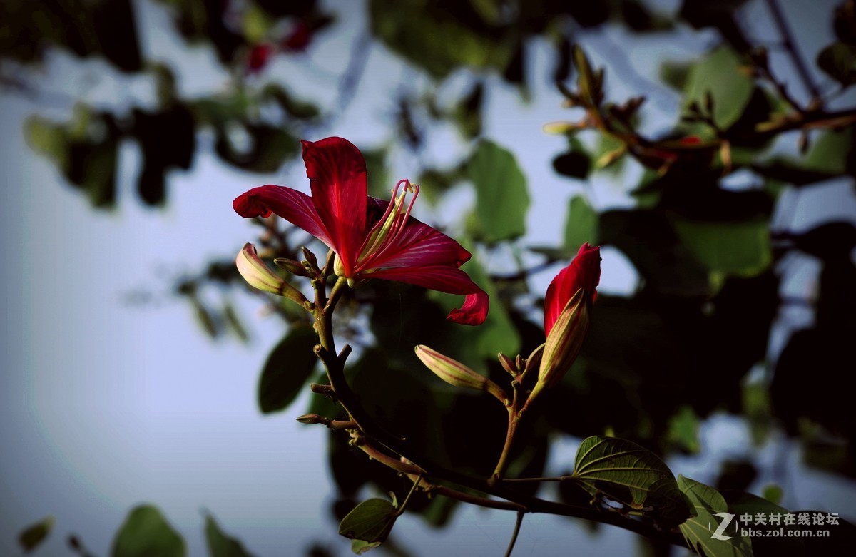 开残了的紫荆花-中关村在线摄影论坛