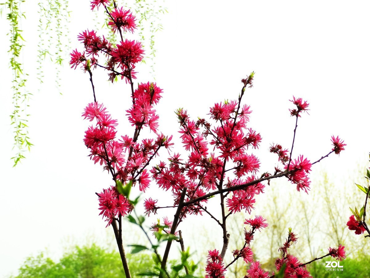 上海（194）：花卉（6）-中关村在线摄影论坛