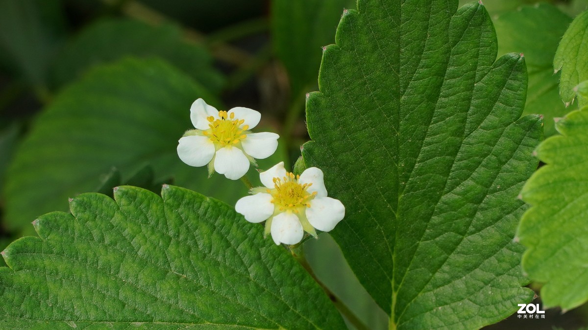 草莓花-中关村在线摄影论坛