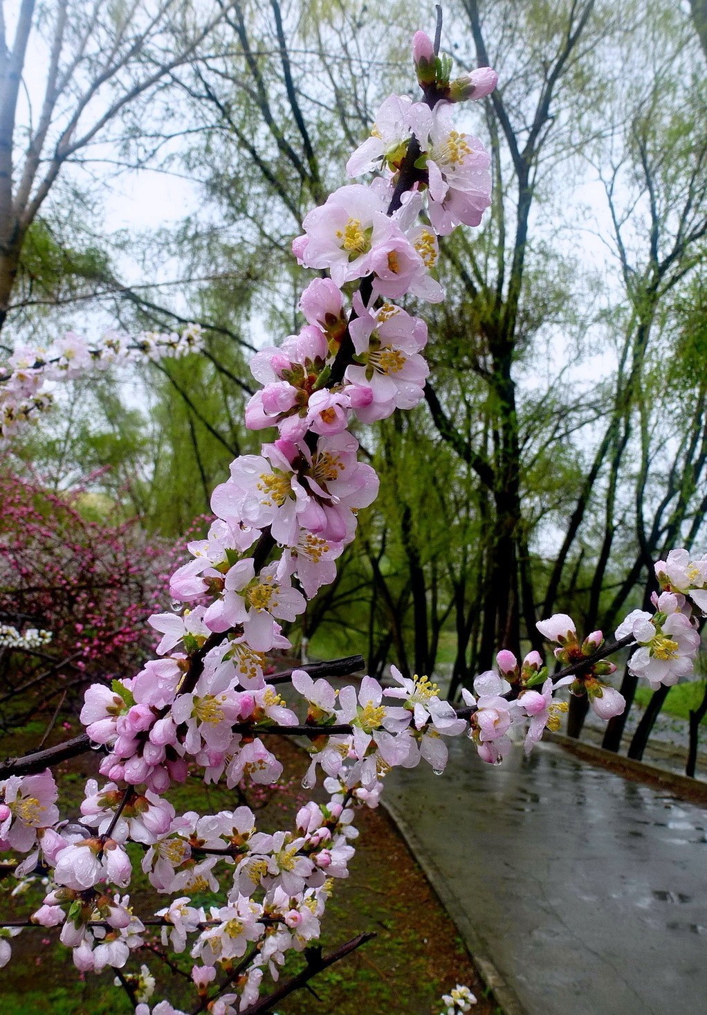 柯达 Z915拍的雨中花-中关村在线摄影论坛