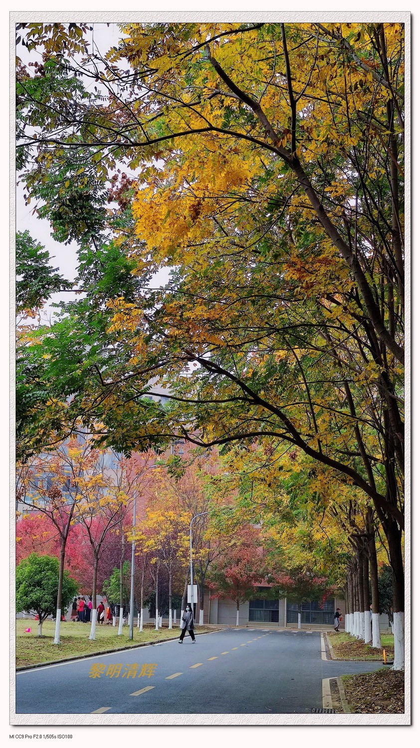 文华红枫 校园—1-中关村在线摄影论坛