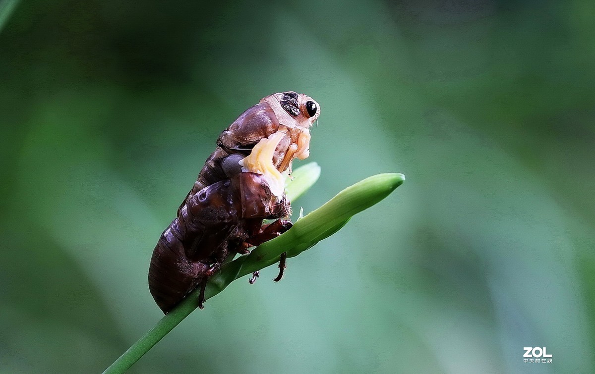 全过程多角度拍夏蝉蜕变-中关村在线摄影论坛