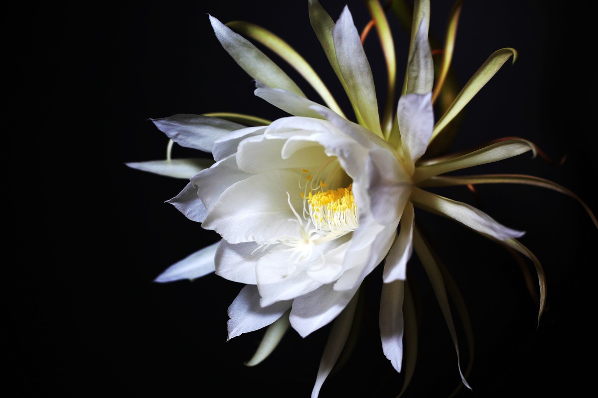 昙花一现-中关村在线摄影论坛