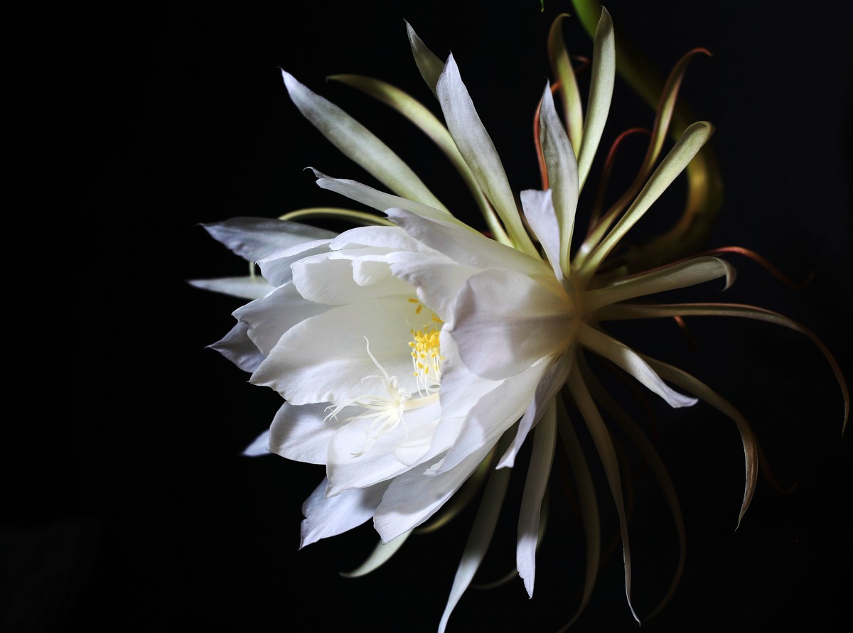 昙花一现-中关村在线摄影论坛