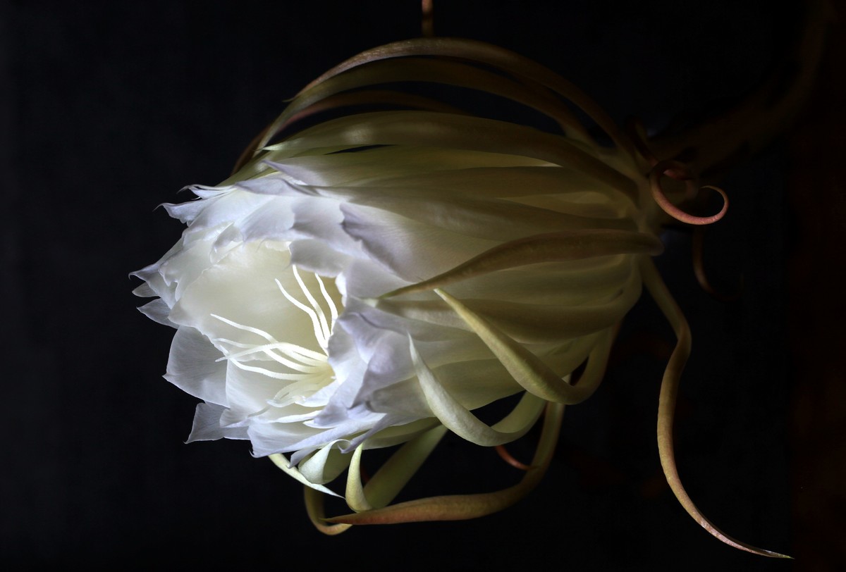 昙花一现-中关村在线摄影论坛