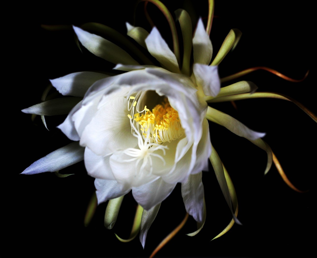 昙花一现-中关村在线摄影论坛