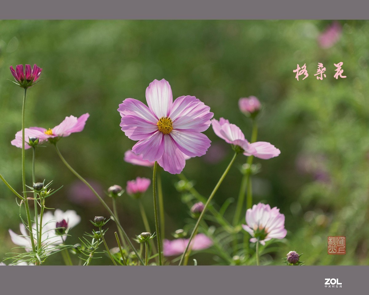 深秋绽放的美丽格桑花-中关村在线摄影论坛