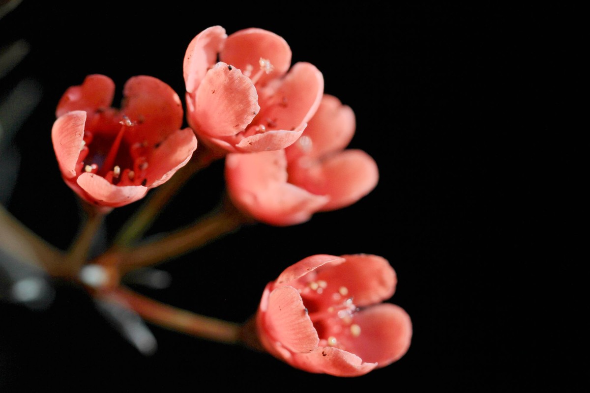 新年第三天拍腊梅-中关村在线摄影论坛