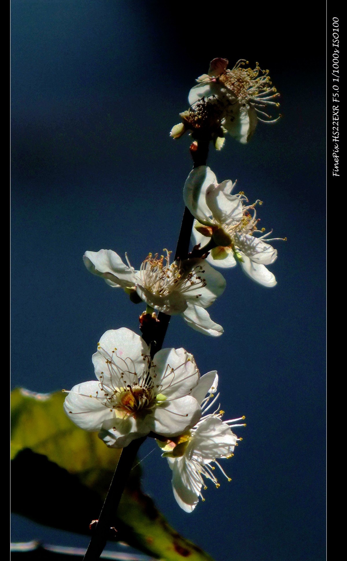 梅花(10)-中关村在线摄影论坛