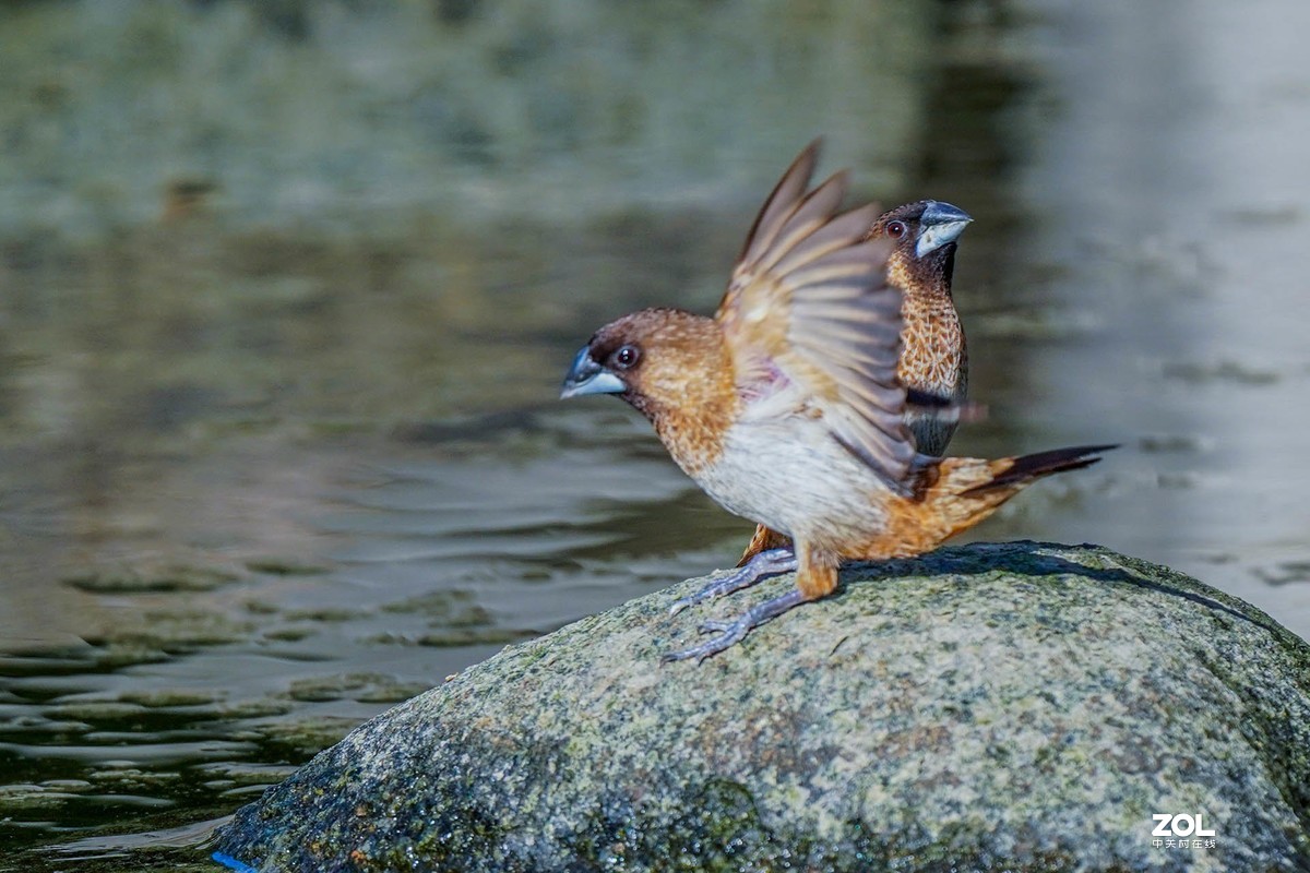 白腰文鸟-中关村在线摄影论坛