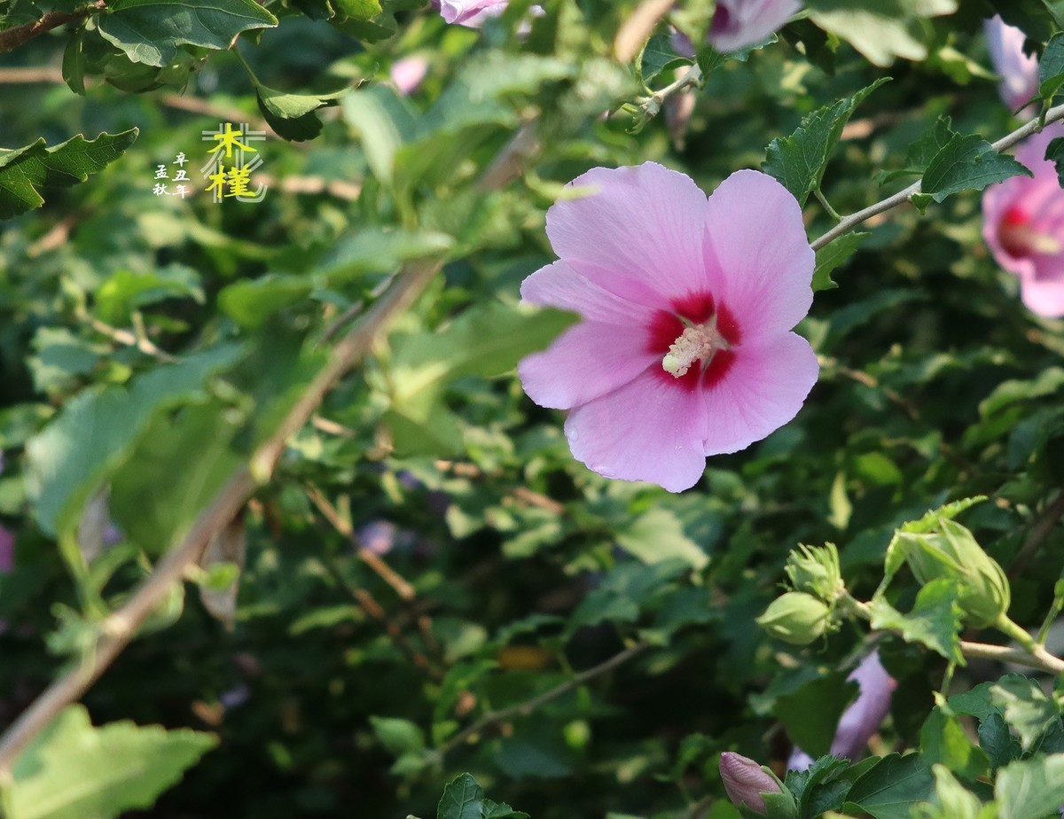 木槿花【9】-中关村在线摄影论坛