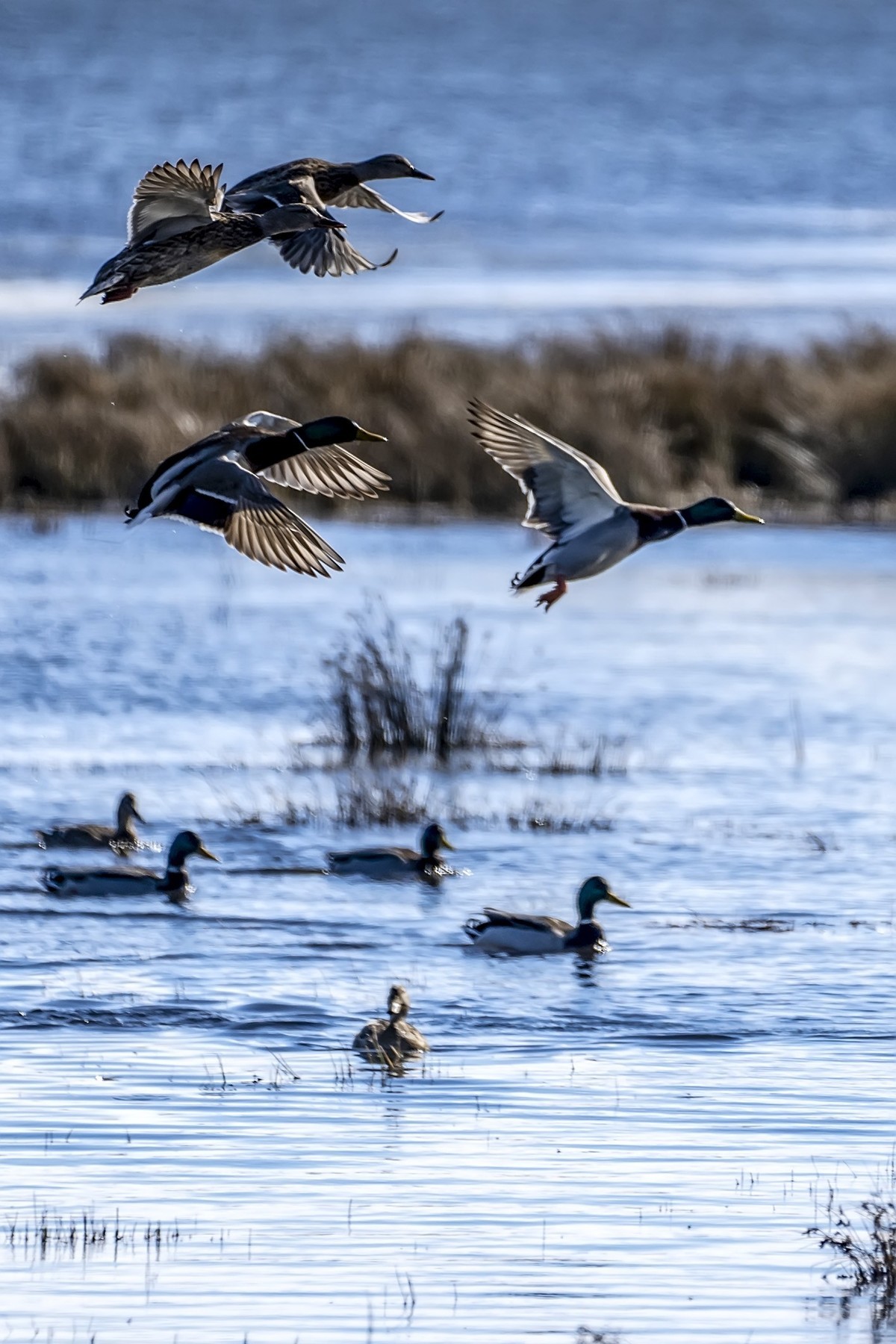 海子湖边的野鸭-中关村在线摄影论坛