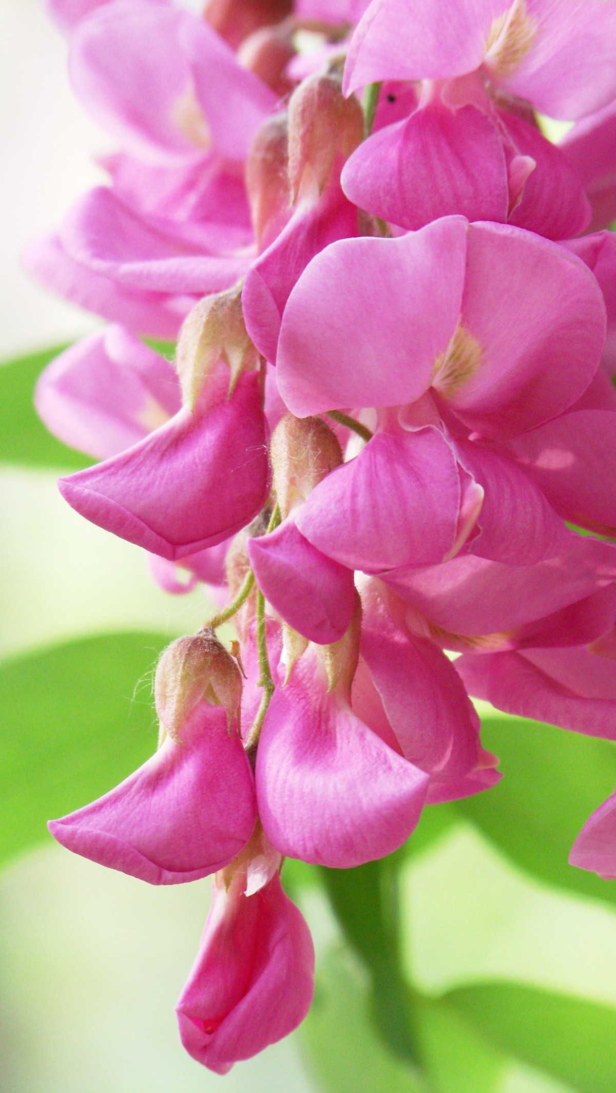 槐花-中关村在线摄影论坛