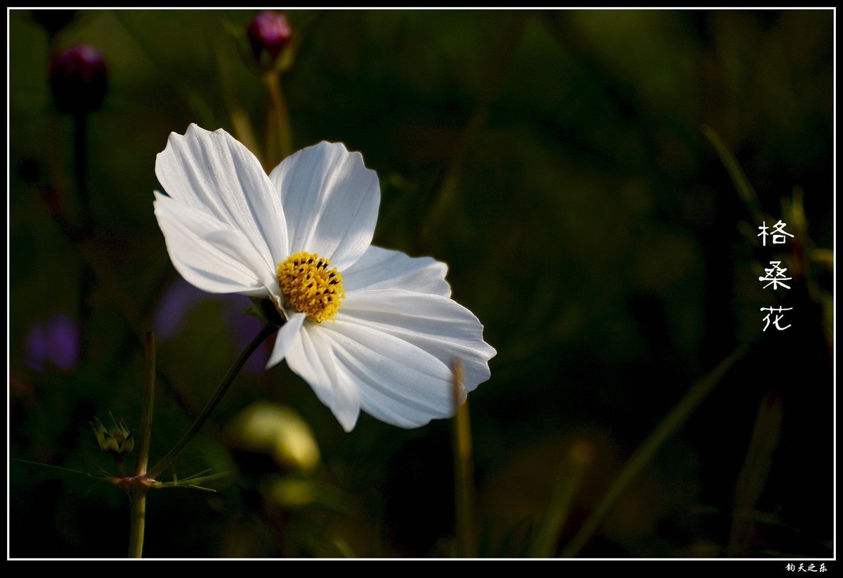 【格桑花1】-中关村在线摄影论坛