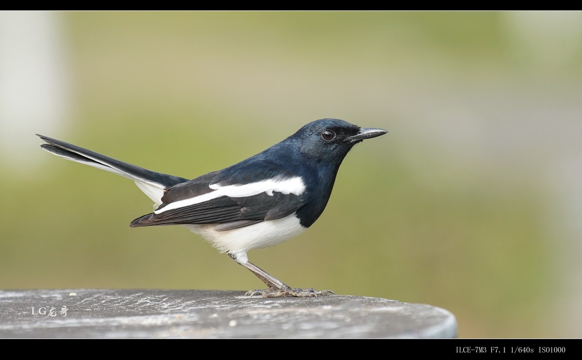 A7M3+转接环+2X增距镜+佳能70 200三代 打鸟，来看看效果-中关村在线摄影论坛
