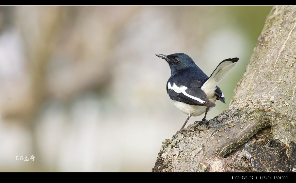 A7M3+转接环+2X增距镜+佳能70 200三代 打鸟，来看看效果-中关村在线摄影论坛