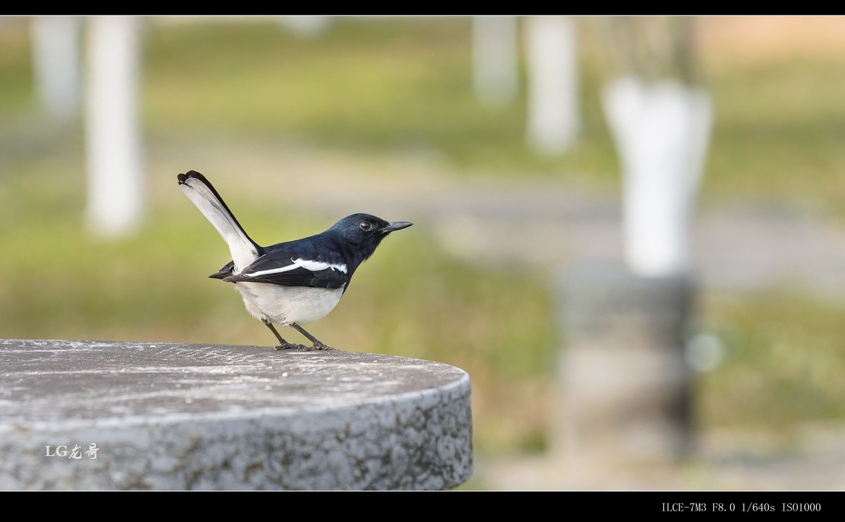A7M3+转接环+2X增距镜+佳能70 200三代 打鸟，来看看效果-中关村在线摄影论坛