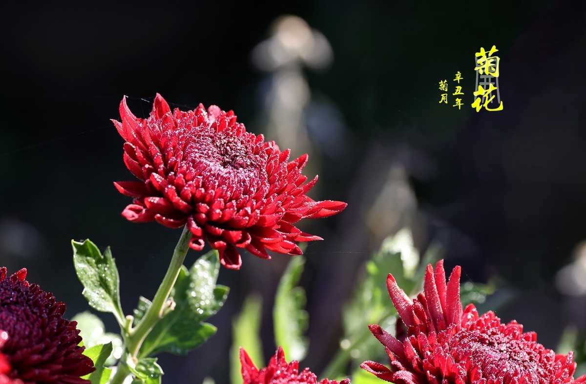 菊花开【17】-中关村在线摄影论坛
