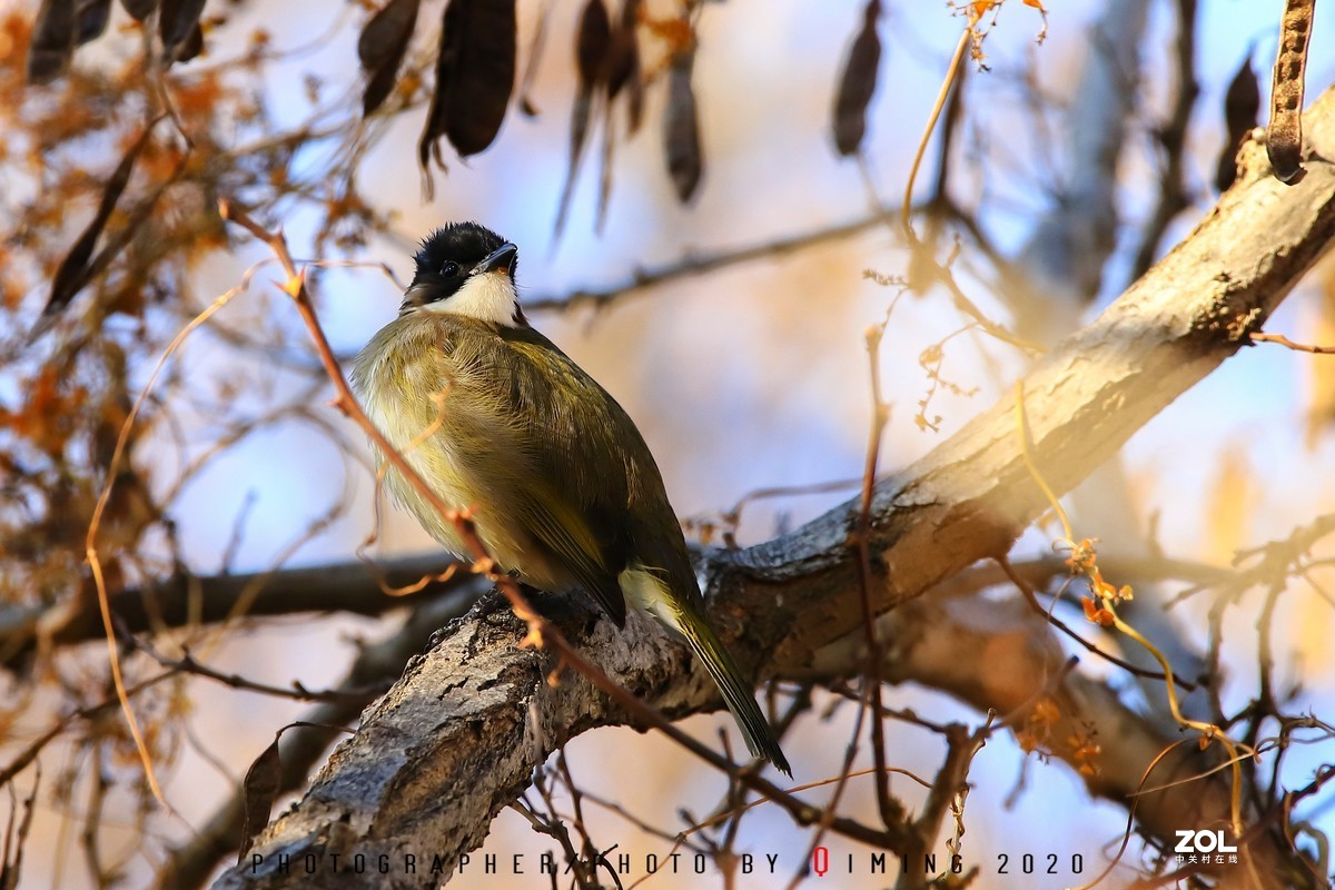 年前小区里用150-600C版拍的鸟片（二）-中关村在线摄影论坛
