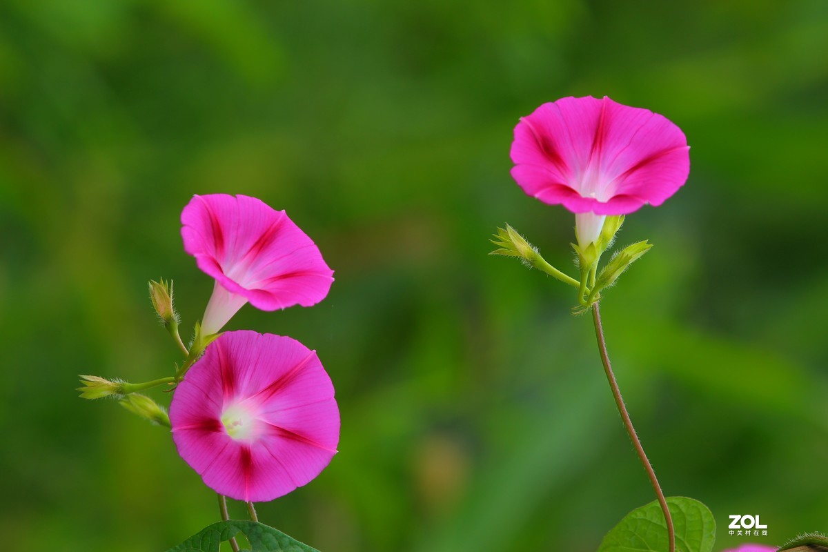 牵牛花一2-中关村在线摄影论坛