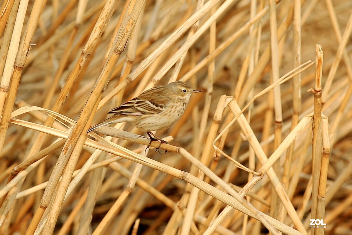 芦苇荡学拍鸟-中关村在线摄影论坛