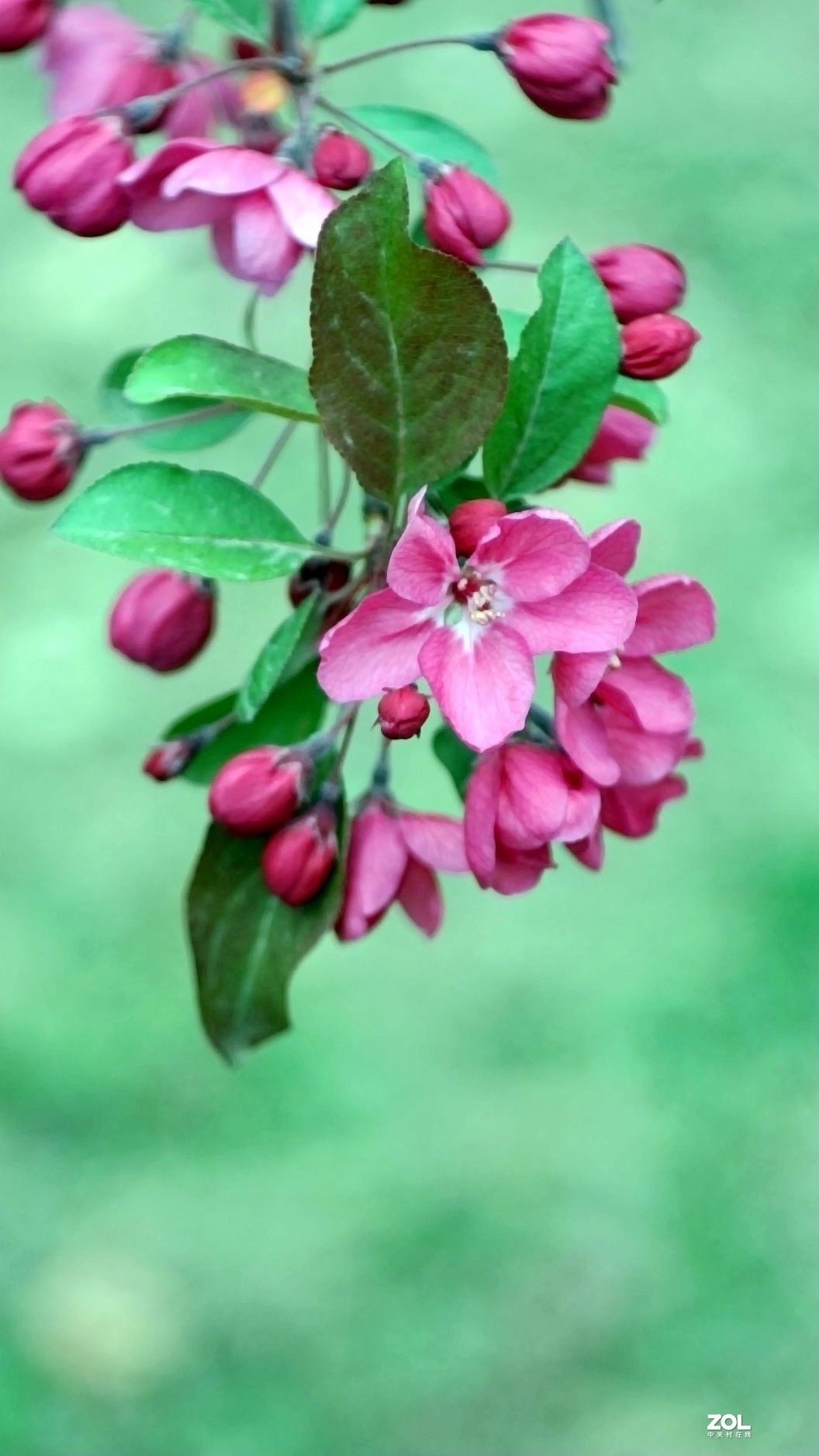 北美海棠-中关村在线摄影论坛