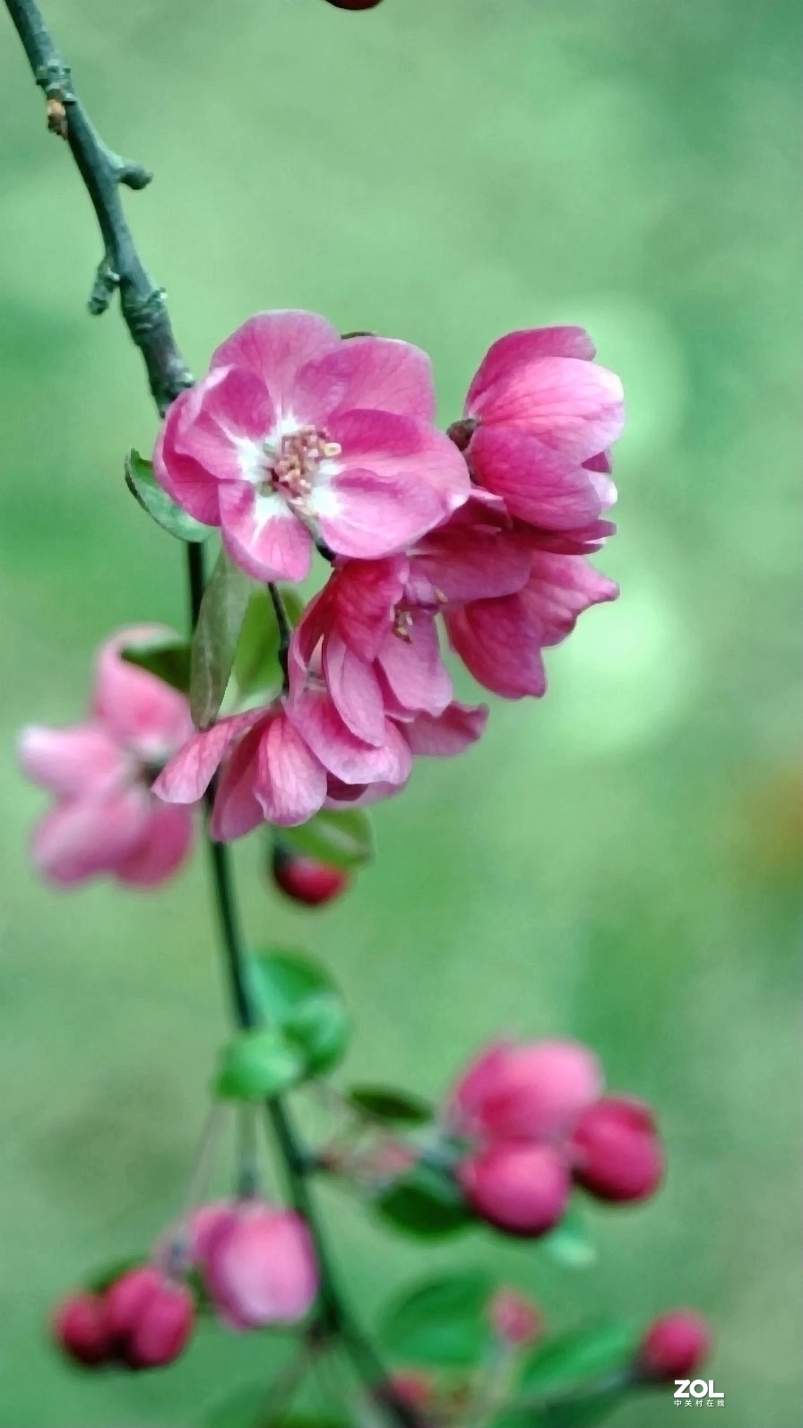 北美海棠-中关村在线摄影论坛
