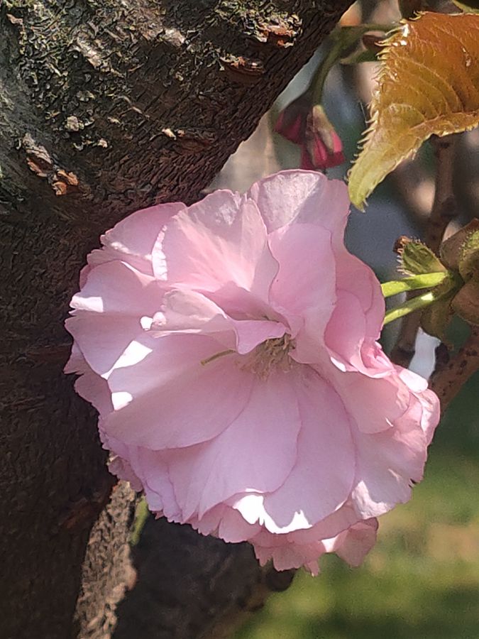 花卉系列【5331】-中关村在线摄影论坛