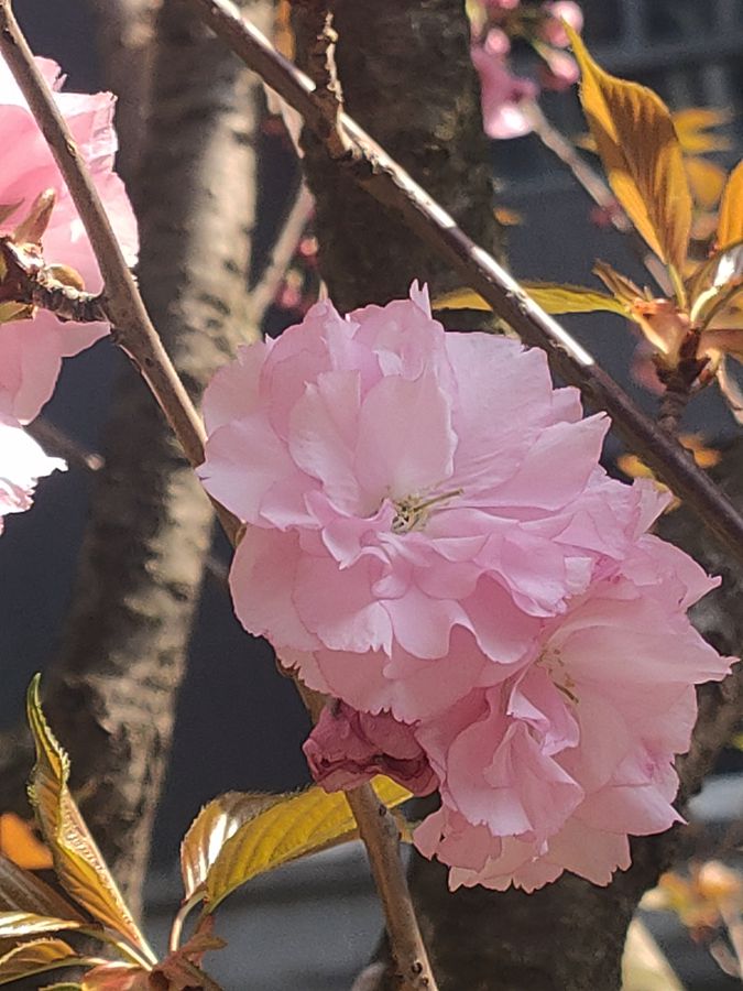 花卉系列【5331】-中关村在线摄影论坛