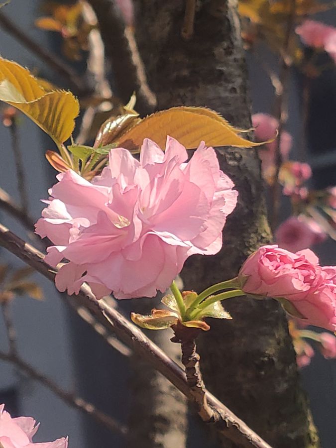 花卉系列【5331】-中关村在线摄影论坛