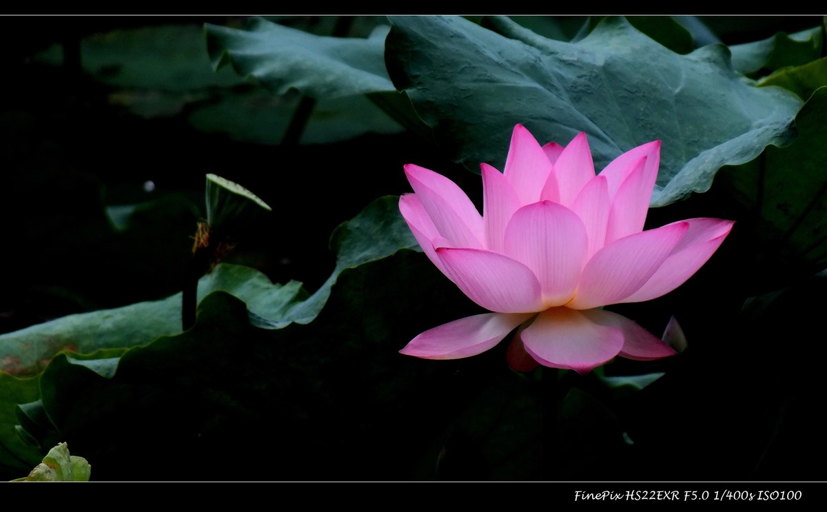 又见荷花开 2024 (17) 仁威庙-中关村在线摄影论坛